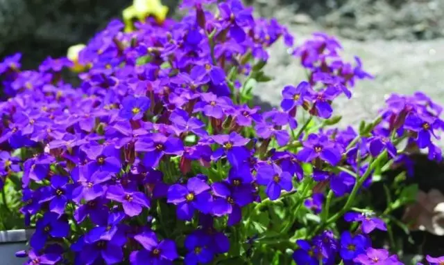 Aubrieta (aubretia) vaste plant: planten en verzorgen in de volle grond, groeien 2963_7