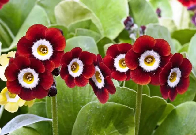 Primula -oor: foto en beskrywing, variëteite, plant en versorging, verbouing 2967_2