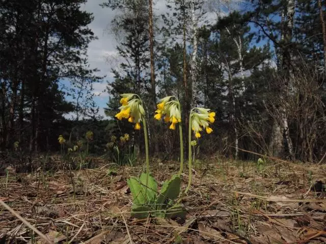 Primrose: kudyara nekutarisira musango, mhando + mifananidzo 2973_3