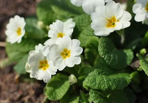 Primrose: kudyara nekutarisira musango, mhando + mifananidzo 2973_4