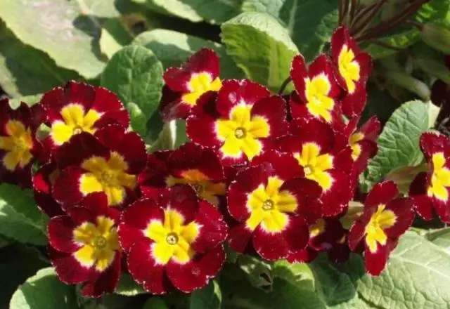 Primrose: gbingbin ati itọju ni aaye ṣiṣi, awọn oriṣiriṣi + awọn fọto 2973_6