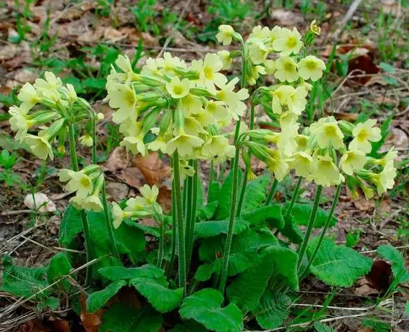 Primrose: φύτευση και φροντίδα σε ανοιχτό χωράφι, ποικιλίες + φωτογραφίες 2973_7