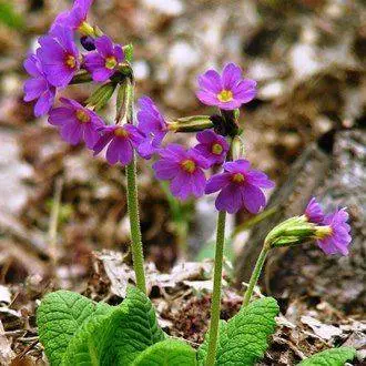 Primrose: gbingbin ati itọju ni aaye ṣiṣi, awọn oriṣiriṣi + awọn fọto 2973_8