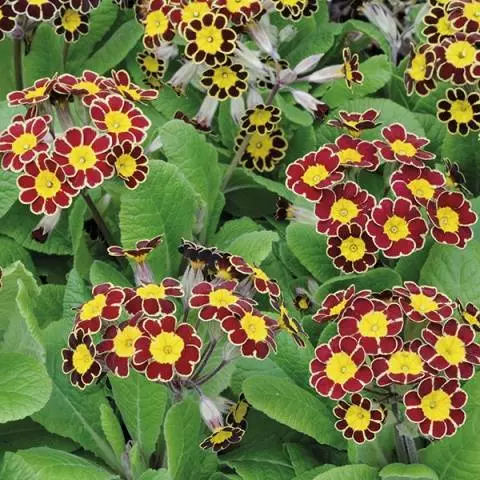 Primrose: menanam dan merawat di ladang terbuka, varieti + foto 2973_9