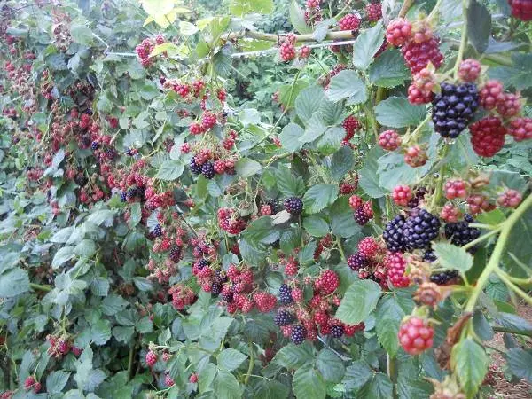 Škodljivci robide in boj proti njim, fotografija 2974_1