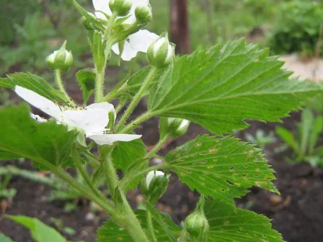 Blackberry skadedjur och kampen mot dem, foto 2974_38