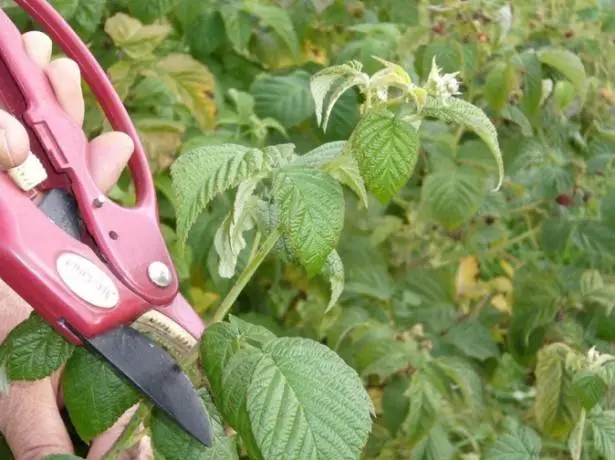 بلیک بیري بلیک ساټین: د ډول توضیحات ، عکسونه ، بیاکتنې 2979_16