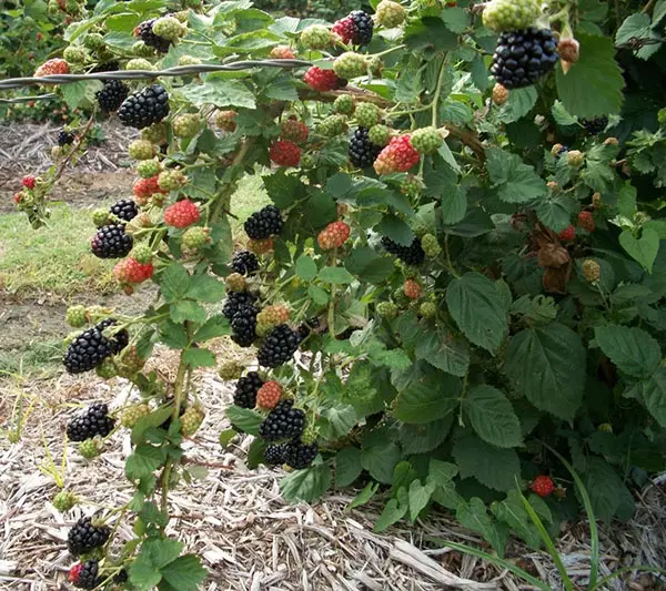 Blackberry Polar: dzakasiyana tsananguro, mapikicha, ongororo 2980_2