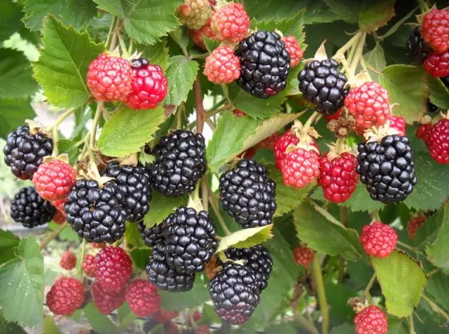 Blackberry Polar: çeşitli açıklama, fotoğraflar, yorumlar 2980_21