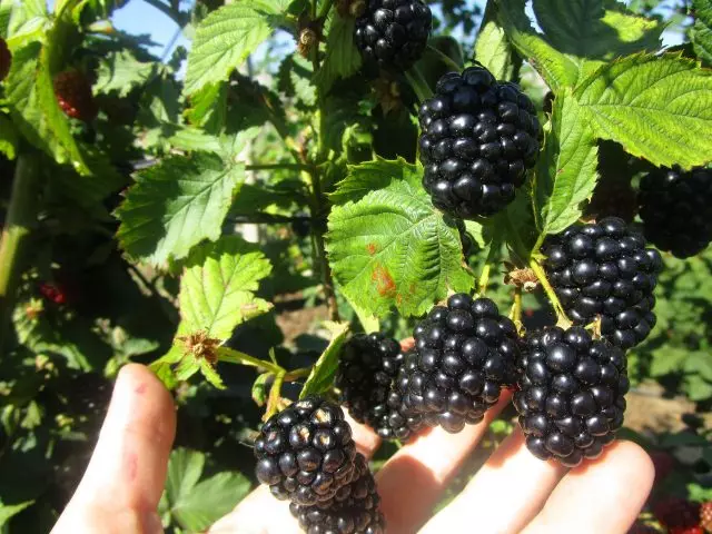 Blackberry Polar: çeşitli açıklama, fotoğraflar, yorumlar 2980_3