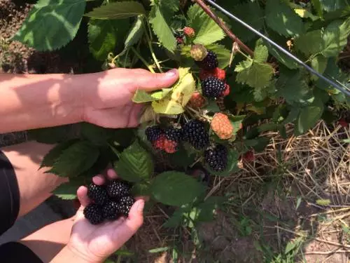 Blackberry Polar: çeşitli açıklama, fotoğraflar, yorumlar 2980_4