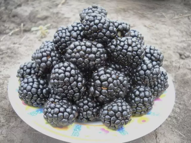 Blackberry Polar: dzakasiyana tsananguro, mapikicha, ongororo 2980_7