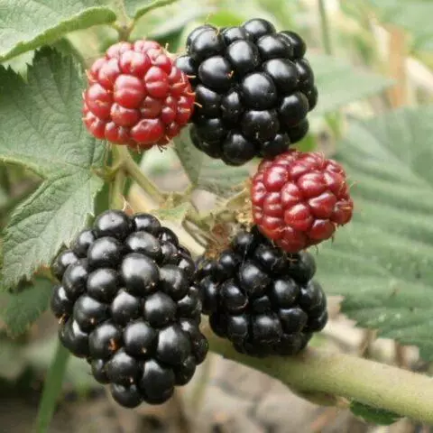 Blackberry Guy: descripción y características de la variedad, fotos, videos, cómo plantar, reseñas de jardineros. 2982_1