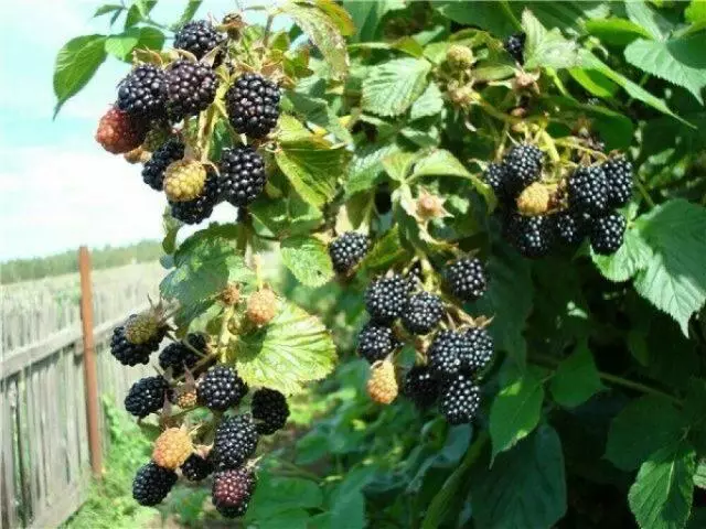 Blackberry Guy: descripció i característiques de la varietat, fotos, vídeos, com plantar, ressenyes de jardiners 2982_2