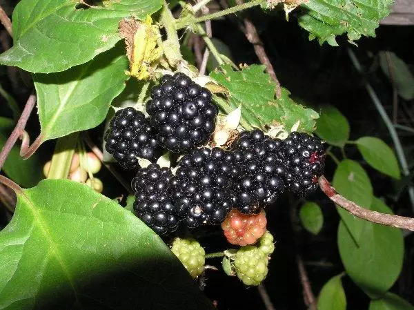 Blackberry Guy: penerangan dan ciri-ciri pelbagai, foto, video, cara menanam, ulasan tukang kebun 2982_4