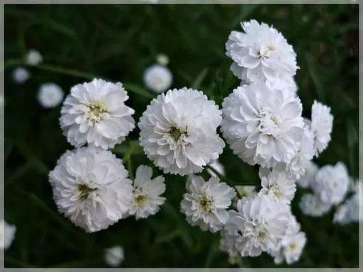 花壇の多年生の花 2989_2