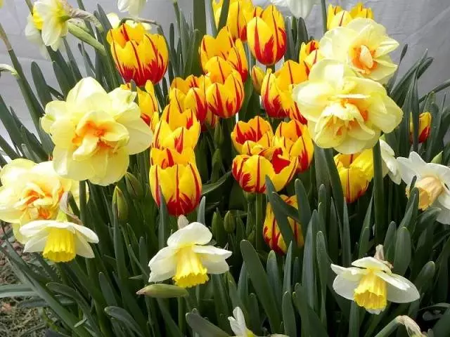 Nigbati lati gbin daffodils ati tulips ni isubu 2995_1