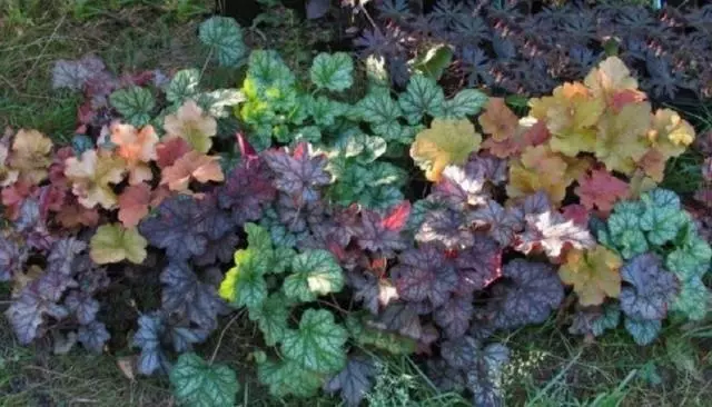 Heuchera