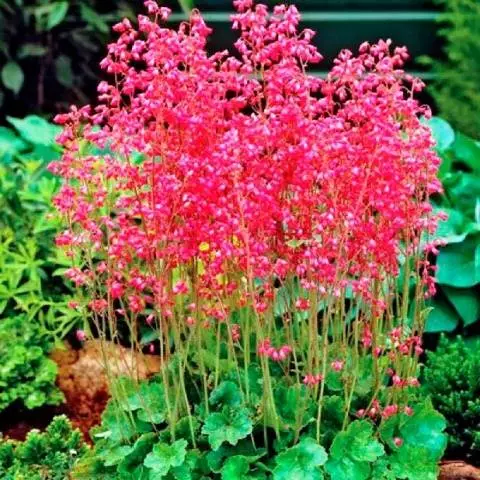 Heuchera