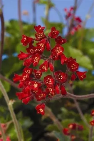 Heuchera