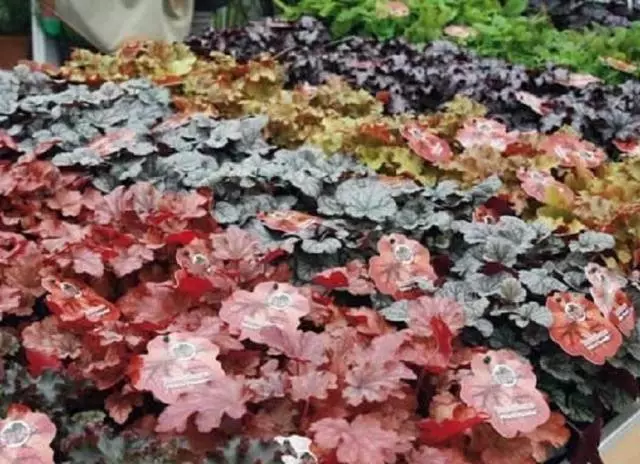 Heuchera