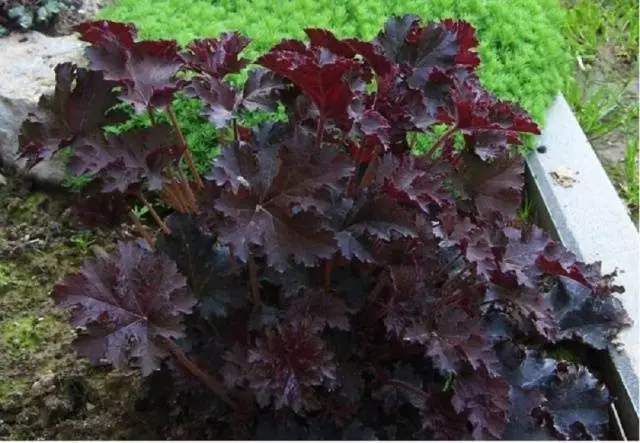 Heuchera