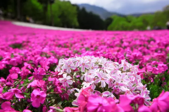 Πώς να ταΐσετε το phlox: την άνοιξη, το καλοκαίρι, το φθινόπωρο, πριν από το χειμώνα, έτσι ώστε να υπάρχουν μεγάλα 3015_9