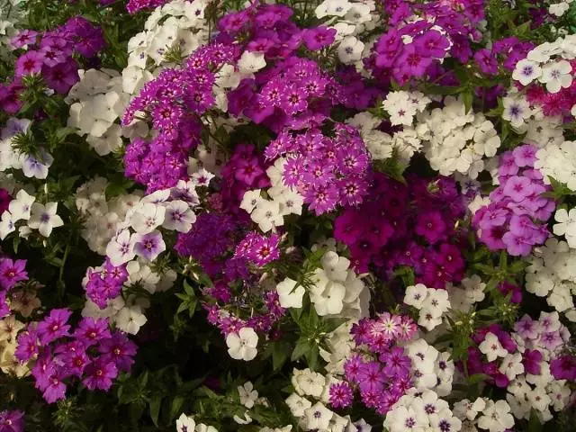 Phlox na shekara: girma daga iri, lokacin shuka don seedlings 3016_1