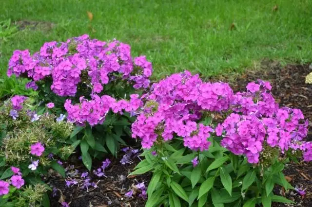 Phlox na shekara: girma daga iri, lokacin shuka don seedlings 3016_14