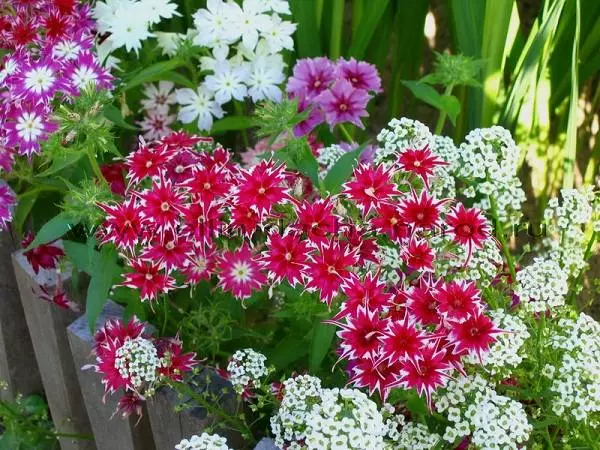 Phlox na shekara: girma daga iri, lokacin shuka don seedlings 3016_9