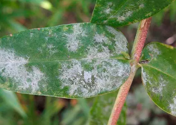 Mengapa daun phlox kering (bertukar menjadi kuning): foto, alasan, rawatan 3017_5