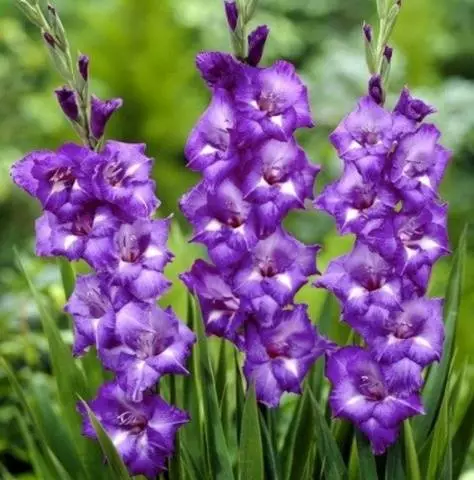 UGladioli kuyilo lomhlaba