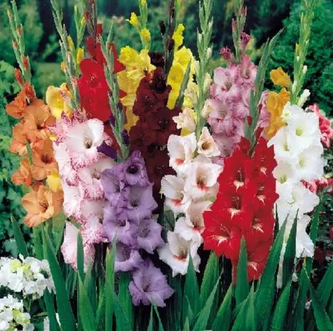 Gladioli ni apẹrẹ ala -ilẹ: awọn oriṣi ti awọn akopọ, awọn oriṣiriṣi, awọn fọto 3037_12