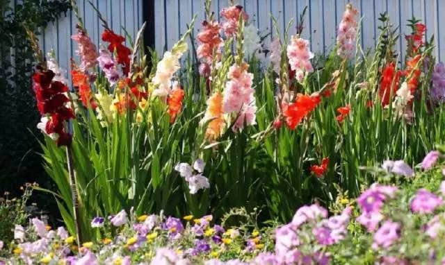 Gladioli in landschapsontwerp: soorten composities, variëteiten, foto's 3037_5