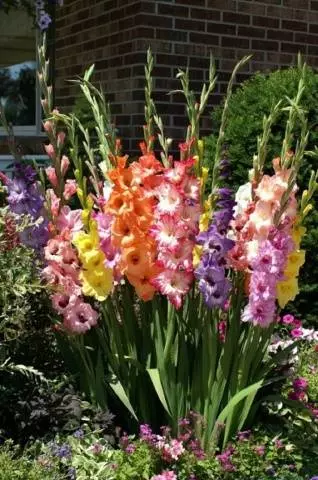 UGladioli kuyilo lomhlaba