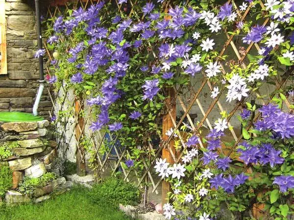 Pergolas vir die rangskikking van 'n groen muur