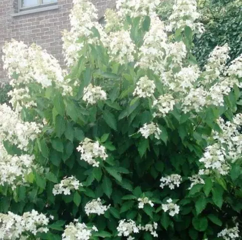 Hydrangea Levana: beskrivning, plantering och vård, storlekar, beskärning, foton och recensioner 3044_1