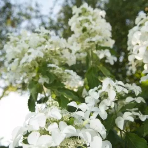 Hydrangea Levana: beskrivning, plantering och vård, storlekar, beskärning, foton och recensioner 3044_10