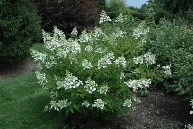 Hydrangea Levana: መግለጫ ፣ መትከል እና እንክብካቤ ፣ መጠኖች ፣ ሰብሎች ፣ ፎቶዎች እና ግምገማዎች 3044_2