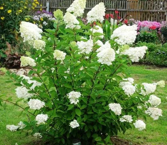 Hydrangea Levana: መግለጫ ፣ መትከል እና እንክብካቤ ፣ መጠኖች ፣ ሰብሎች ፣ ፎቶዎች እና ግምገማዎች 3044_3