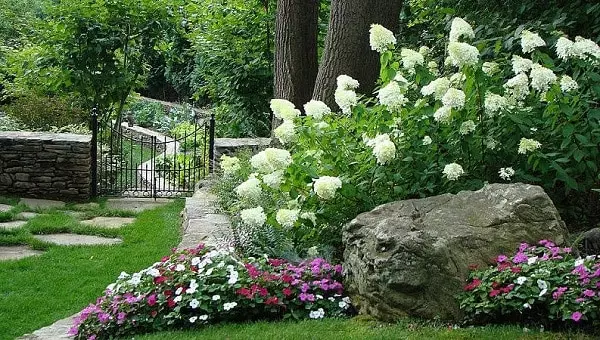 Hydrangea Levana: Beschreiwung, Planzung a Fleeg, Gréissten, Ernte, Fotoen a Bewäertungen 3044_4