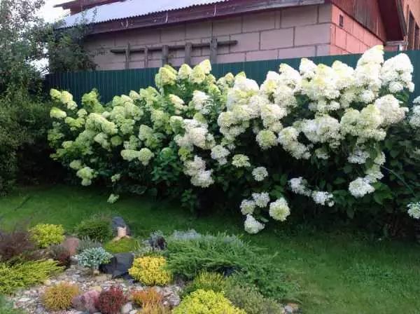 Hydrangea Levana: መግለጫ ፣ መትከል እና እንክብካቤ ፣ መጠኖች ፣ ሰብሎች ፣ ፎቶዎች እና ግምገማዎች 3044_5