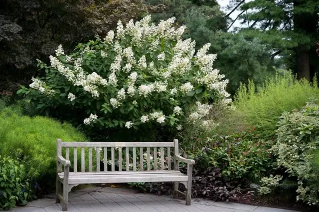 Hydrangea Levana: Beschreiwung, Planzung a Fleeg, Gréissten, Ernte, Fotoen a Bewäertungen 3044_6