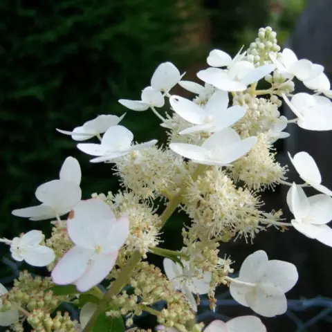 Hydrangea Levana: deskrizzjoni, tħawwil u kura, daqsijiet, ħsad, ritratti u reviżjonijiet 3044_7