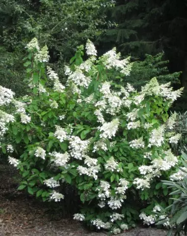 Hydrangea Levana: περιγραφή, φύτευση και φροντίδα, μεγέθη, καλλιέργειες, φωτογραφίες και κριτικές 3044_8