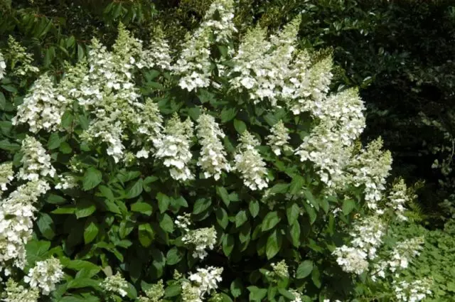 Hydrangea Levana: Beschreiwung, Planzung a Fleeg, Gréissten, Ernte, Fotoen a Bewäertungen 3044_9