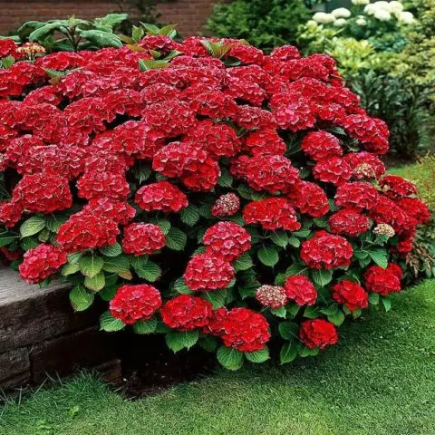 Hortensia Hot Red (Hot Red): beskrywing, plant en versorging, winterhardheid, foto's, resensies 3045_1