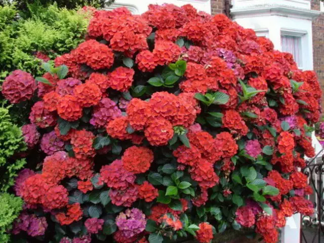 Hortensia Hot Red (Hot Red): beskrywing, plant en versorging, winterhardheid, foto's, resensies 3045_2