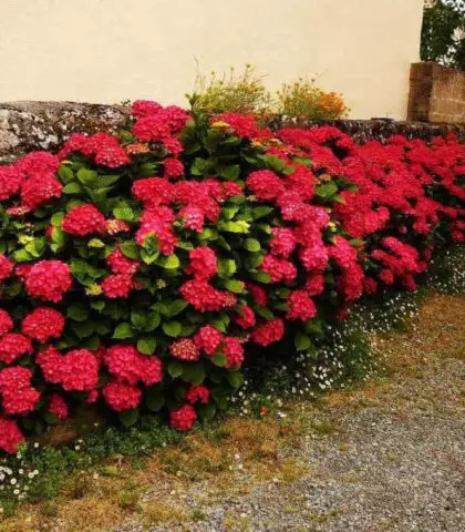 Hortensia Hot Red (Hot Red): beskrywing, plant en versorging, winterhardheid, foto's, resensies 3045_3