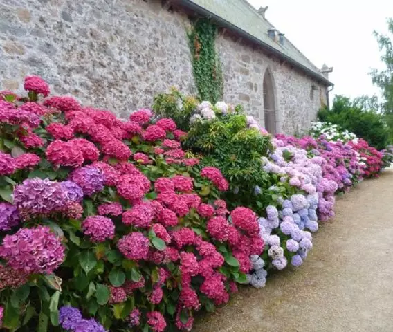 Hydrangea cho wouj (cho wouj): deskripsyon, plante ak swen, kouraz sezon fredi, foto, revize 3045_4